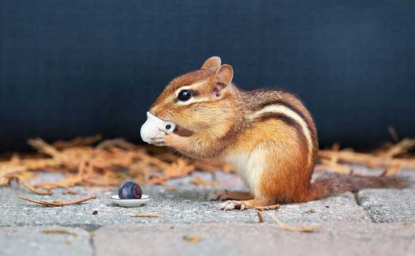 Is your child's target weight a gift to the eating disorder? One-Size ...